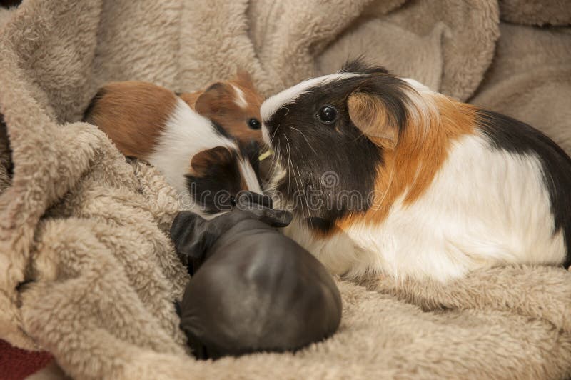 Cerdo flaco foto de archivo. Imagen de cerdo, casero - 36881324