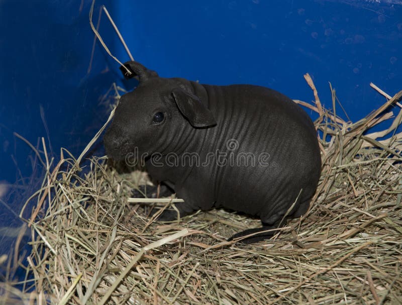 Cerdo flaco foto de archivo. Imagen de vertebrado, bozal - 36881322