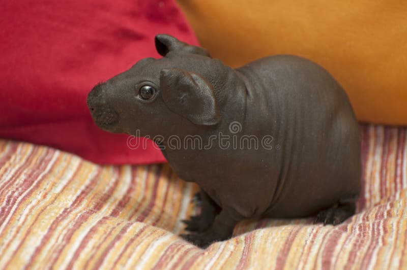 Cerdo flaco foto de archivo. Imagen de junto, bozal, casta - 36674304