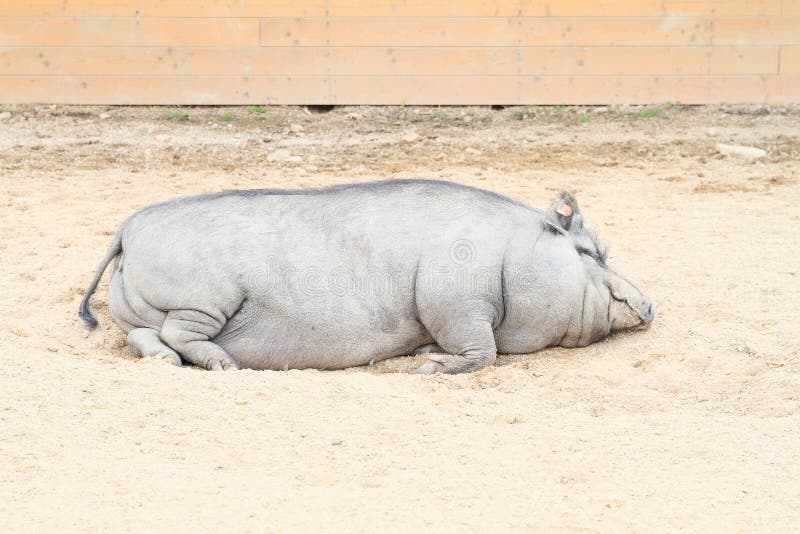 Cerdo Gordo Que Miente En La Tierra Imagen de archivo - Imagen de ...