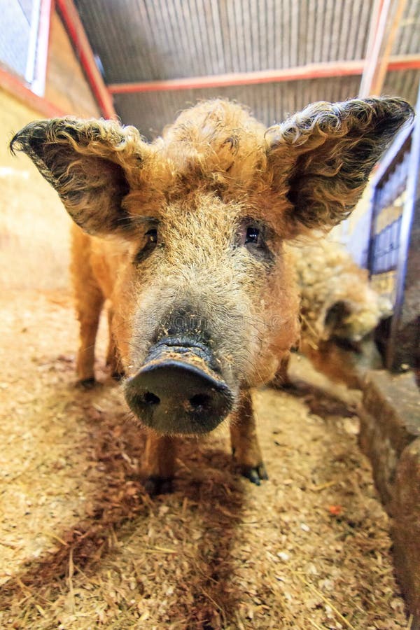 Cerdo Granangular De Mangalica Foto de archivo - Imagen de especie ...