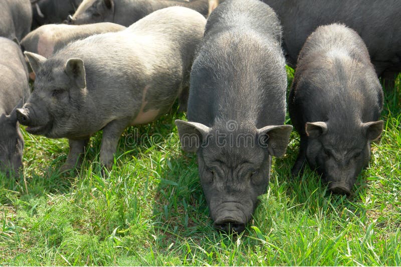 Cerdo grande foto de archivo. Imagen de grande, criatura - 14199494