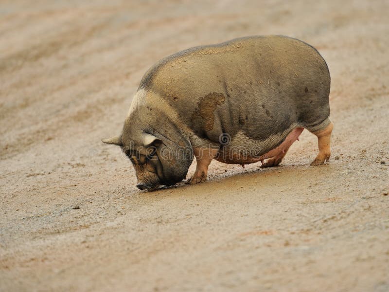 Cerdo gordo grande imagen de archivo. Imagen de salud - 11780051