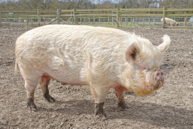 Cerdo biológico feliz foto de archivo. Imagen de suelo - 19243202