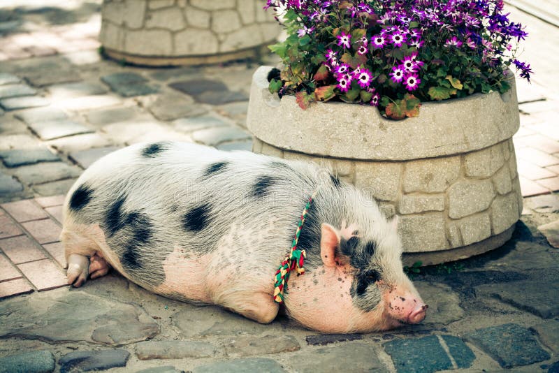 Cerdo grande en la ciudad foto de archivo. Imagen de rosa - 9552248