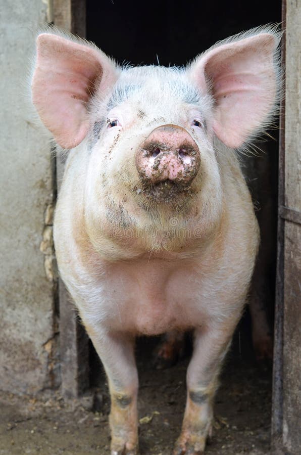 El cerdo grande foto de archivo. Imagen de snort, taza - 18133560