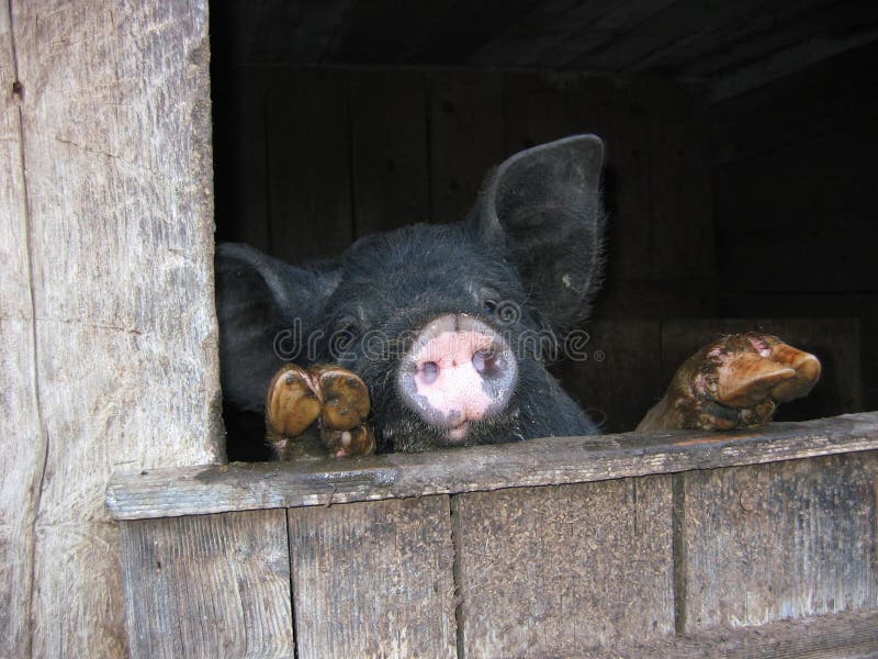 Cerdo foto de archivo. Imagen de colgante, animal, asia - 2112402