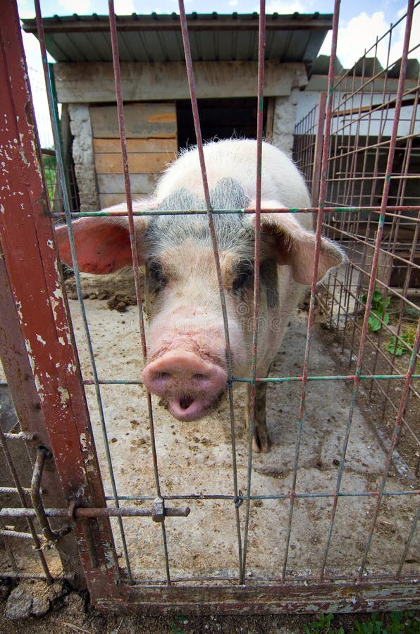 332 Cerdo Gigante Fotos de stock - Fotos libres de regalías de Dreamstime