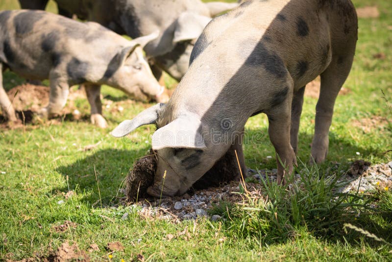 Cerdo Hambriento Lindo Que Busca Para La Comida Debajo De Suelo Imagen ...