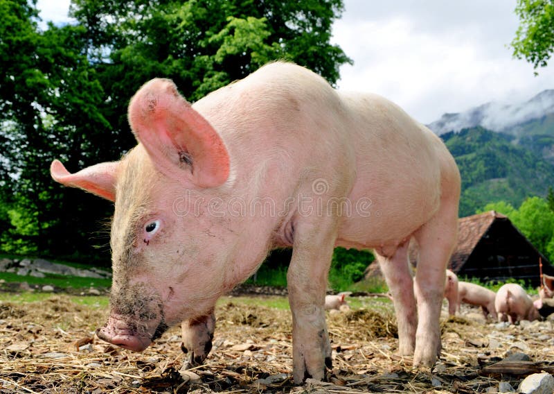 Cerdos en un establo imagen de archivo. Imagen de alimento - 4024009