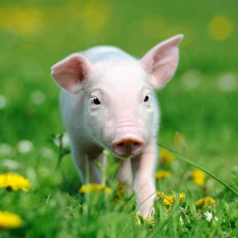 Cerdo Joven En Una Hierba Verde Imagen de archivo - Imagen de fondo ...