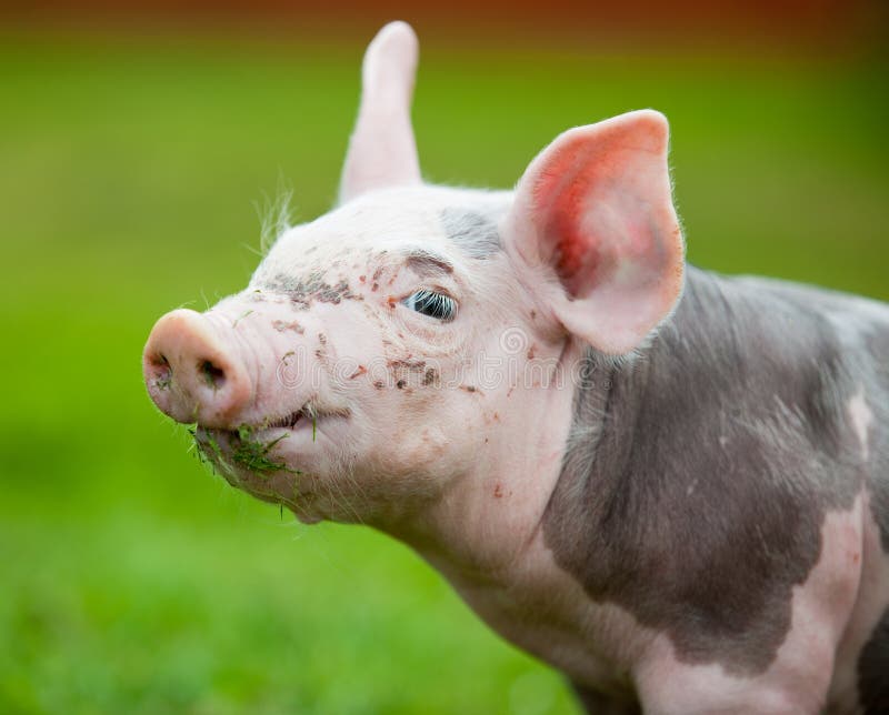 4,748 Cerdo Joven En Una Hierba Verde Fotos de stock - Fotos libres de ...