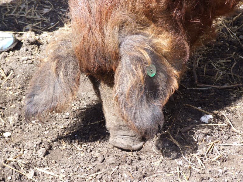 370 Cerdo Sucio Feo Fotos - Libres de Derechos y Gratuitas de Dreamstime