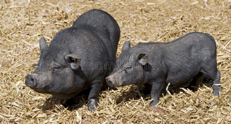 Cerdo miniatura 1 imagen de archivo. Imagen de enganche - 38160357