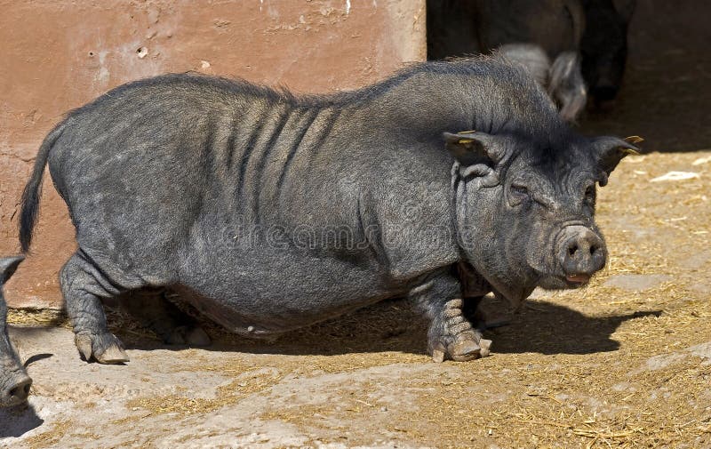 Cerdo miniatura 2 imagen de archivo. Imagen de cerda - 38241317