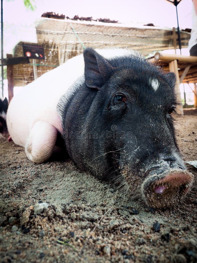 Cerdo miniatura imagen de archivo. Imagen de cerdo, frente - 60292473
