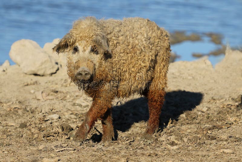 Cerdo Nacional De Mangalica En La Granja Imagen de archivo - Imagen de ...