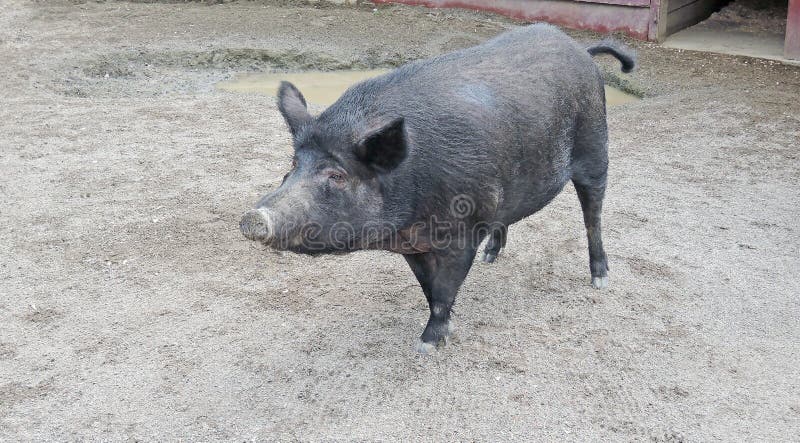 Cerdo Negro Del Verraco De La Cerda Foto de archivo - Imagen de negro ...