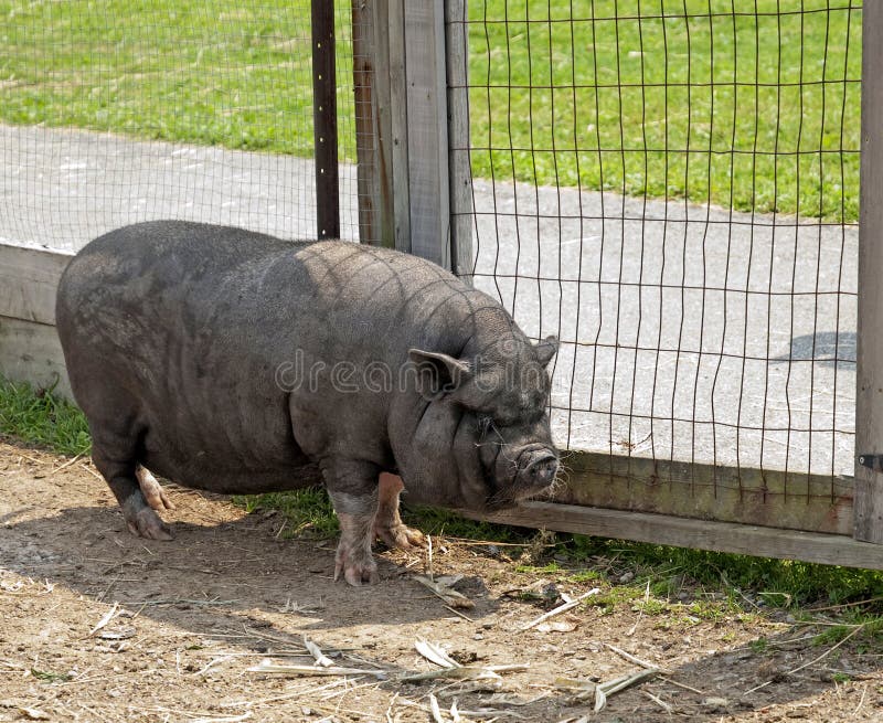 Cerdo Gordo Grande Fotos De Stock - Descarga 6,671 Fotos Libres de Derechos