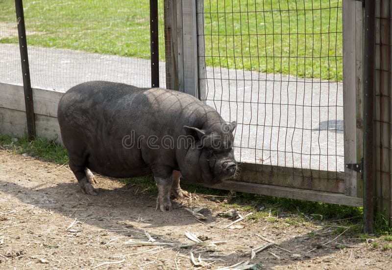 Cerdo Negro Grande En El Granero Imagen de archivo - Imagen de suelo ...