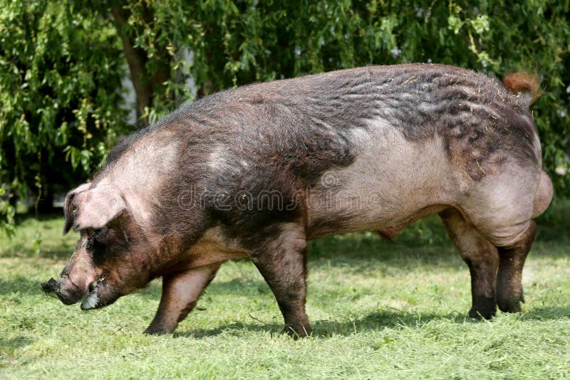 Cerdo Poderoso De La Raza Del Duroc-Jersey Que Come En Prado Imagen de ...