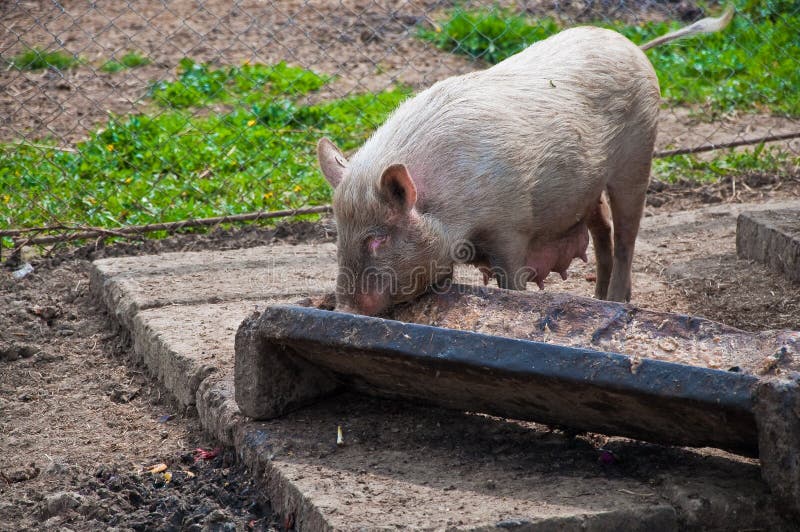 Comer De Cerdo De Un Abrevadero En El Pasto Foto de archivo - Imagen de ...