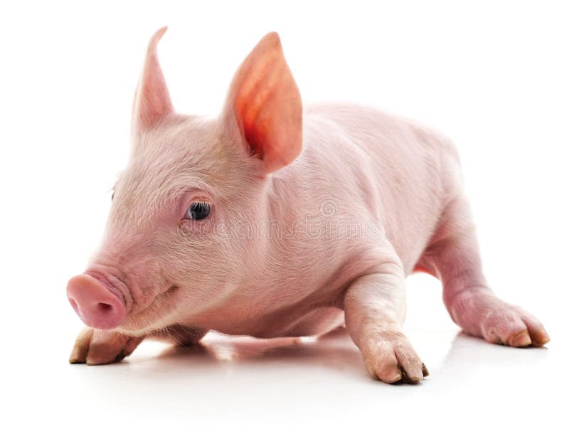 Cerdo rosa pequeÃ±o foto de archivo. Imagen de cochinillo - 157506584