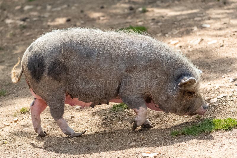 Cerdo rosado foto de archivo. Imagen de lindo, prado - 130903700