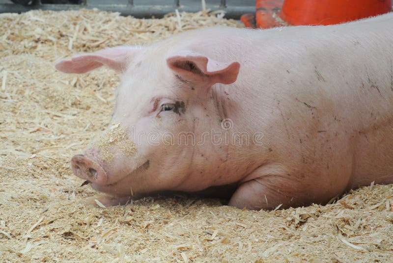 Cerdo rosado imagen de archivo. Imagen de ganado, grande - 32726169