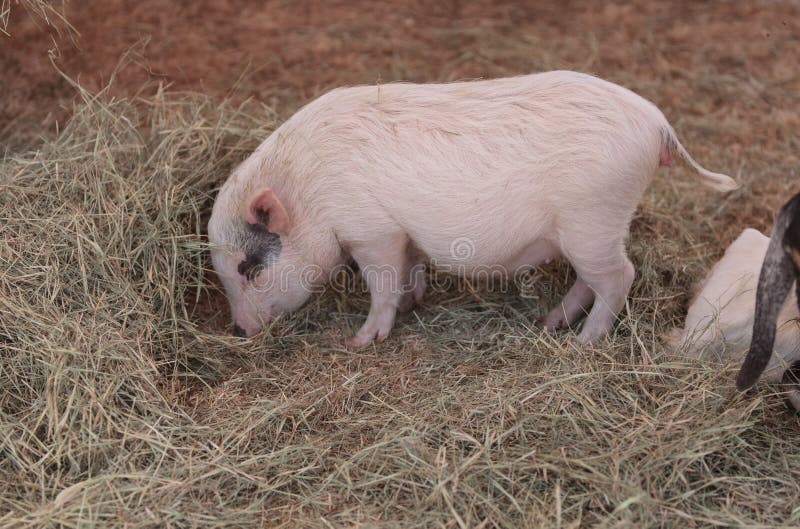 El Minipig Gottingen Es Una Raza De Cerdos Pequeños Sus Scrofa ...