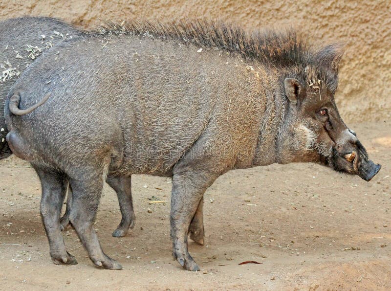 370 Cerdo Sucio Feo Fotos - Libres de Derechos y Gratuitas de Dreamstime