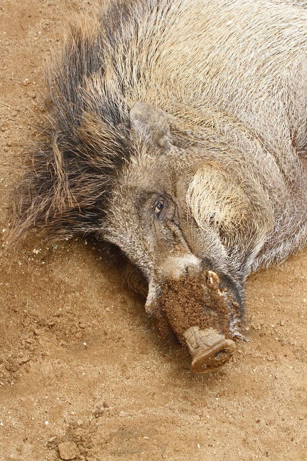 378 Cerdo Sucio Feo Fotos de stock - Fotos libres de regalías de Dreamstime