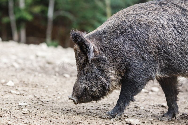 Cerdo Salvaje En El Bosque Del Verano Foto de archivo - Imagen de ...