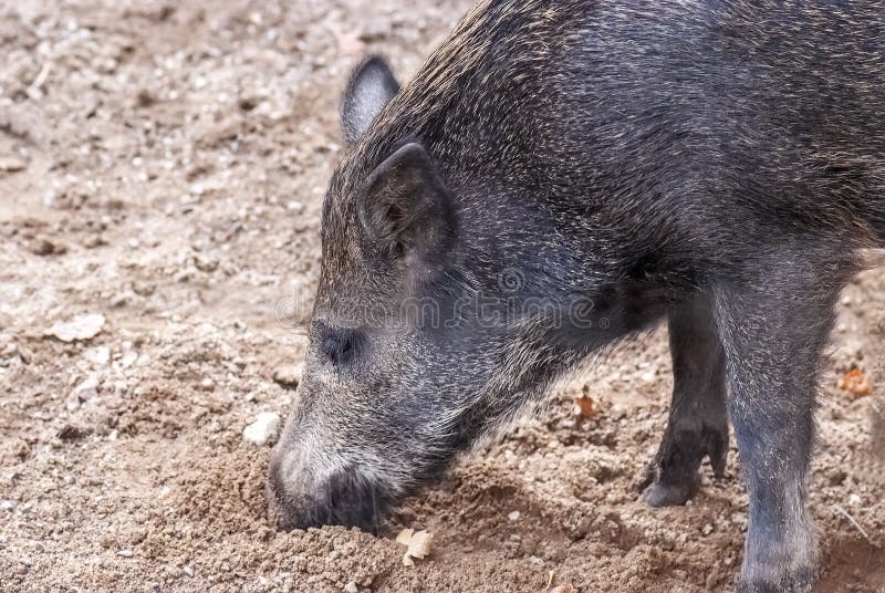 Cerdo salvaje, verraco foto de archivo. Imagen de piernas - 60893796