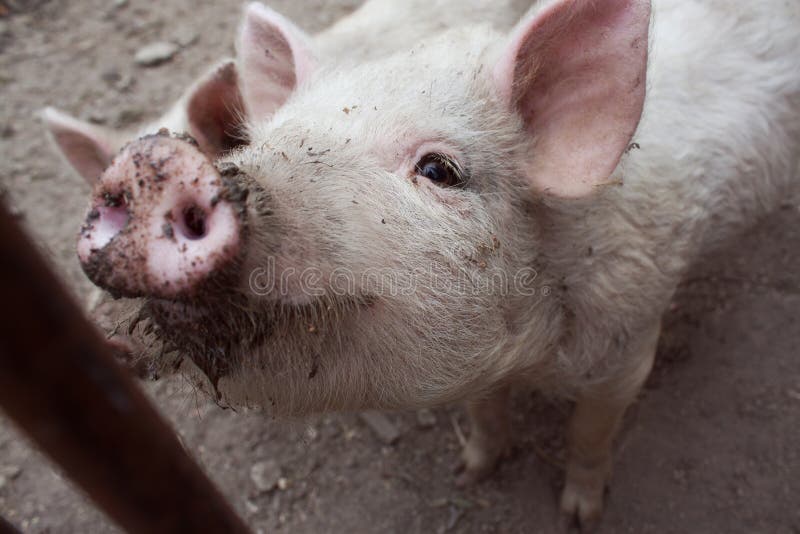 384 Cerdo Sucio Feo Fotos de stock - Fotos libres de regalías de Dreamstime