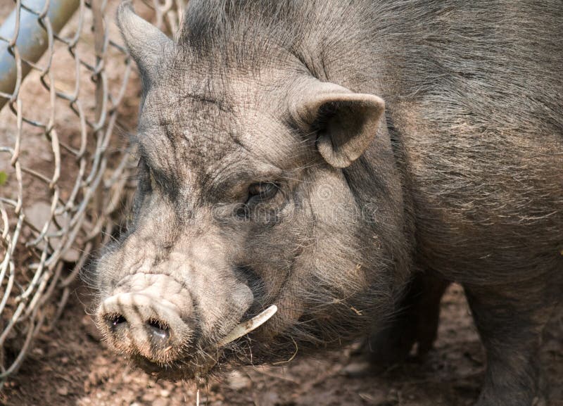Verraco del cerdo foto de archivo. Imagen de expresión - 32342312