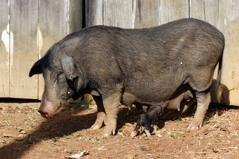 Cerdo y bebé foto de archivo. Imagen de mama, amor, cerdo - 11901770