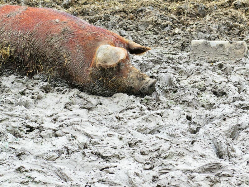 Cerdo y fango foto de archivo. Imagen de poroso, fango - 88008700