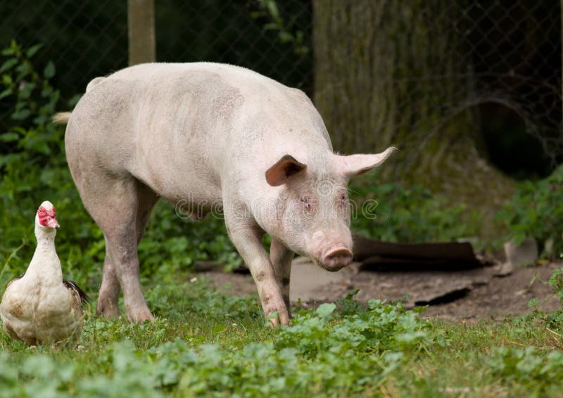 Cerdo y pato en granja imagen de archivo. Imagen de adulto - 43276391