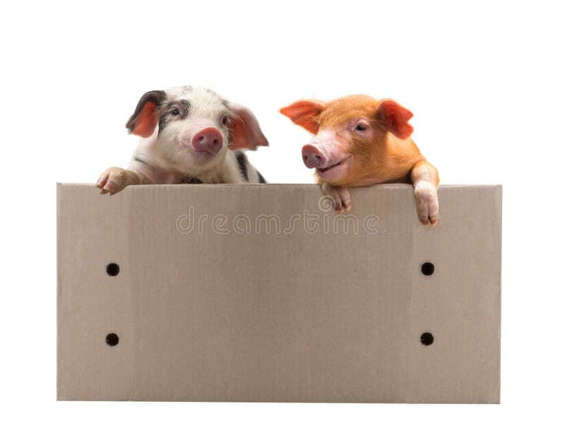 Cigarrillo Que Fuma Del Cerdo Imagen de archivo - Imagen de ceniza ...