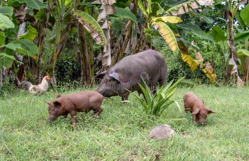 253 Cerdos En Cuba Fotos - Libres de Derechos y Gratuitas de Dreamstime