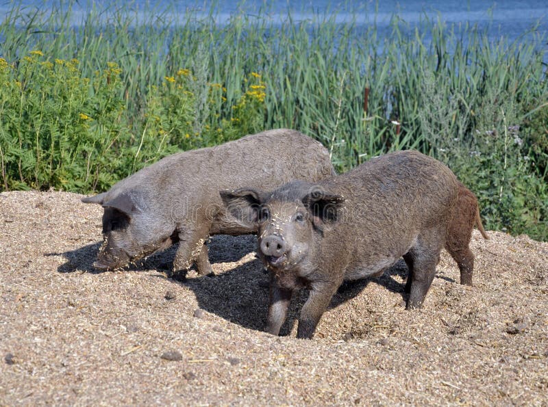 Cerdos De La Raza Del Mangalica Foto de archivo - Imagen de cebadura ...