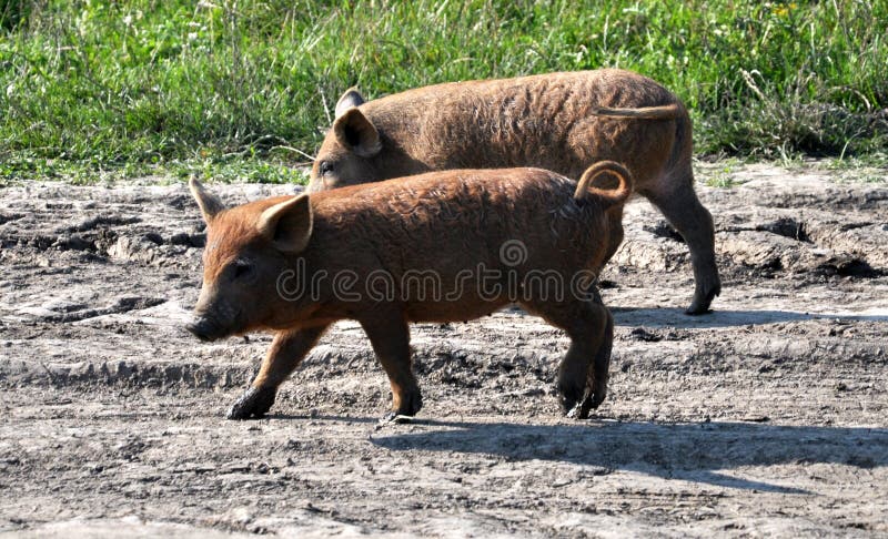 Cerdos De La Raza Del Mangalica Imagen de archivo - Imagen de paste ...
