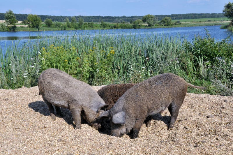Cerdos De La Raza Del Mangalica Foto de archivo - Imagen de cebadura ...