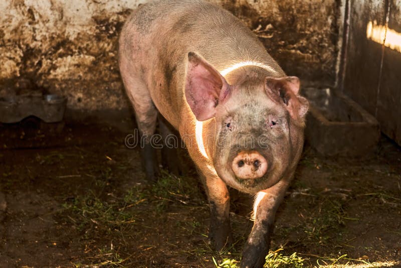 Cerdos en la pocilga foto de archivo. Imagen de exterior - 79335156