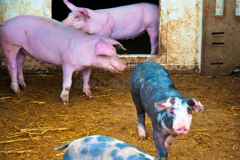 Cerdos en un establo imagen de archivo. Imagen de alimento - 4024009