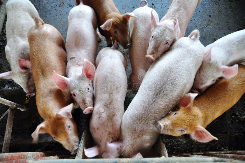 Cerdos en una pocilga foto de archivo. Imagen de rosa - 18850124