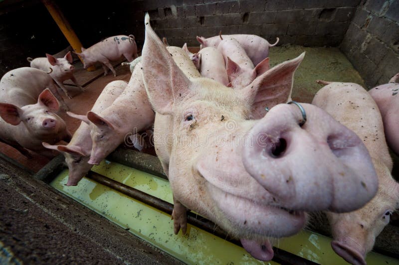 223 Cerdos Felices Fotos - Libres de Derechos y Gratuitas de Dreamstime