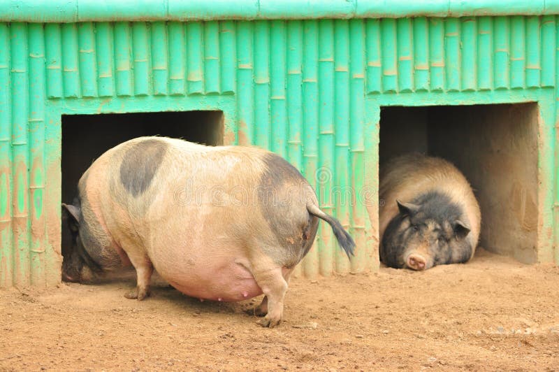 Vista Lateral De Un Cerdo Grande Foto de archivo - Imagen de animal ...