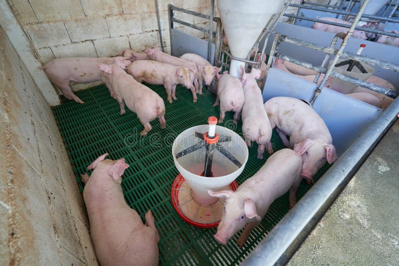 Cerdos Grandes En Un Espacio Reducido En La Granja Foto de archivo ...